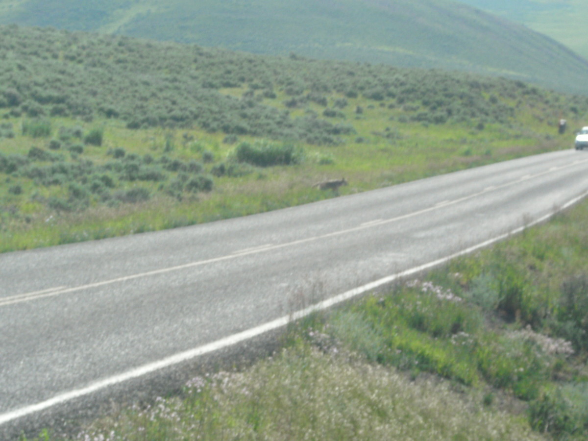 Timberwolves: Where in the US is the Best Place to Spot One? - HubPages