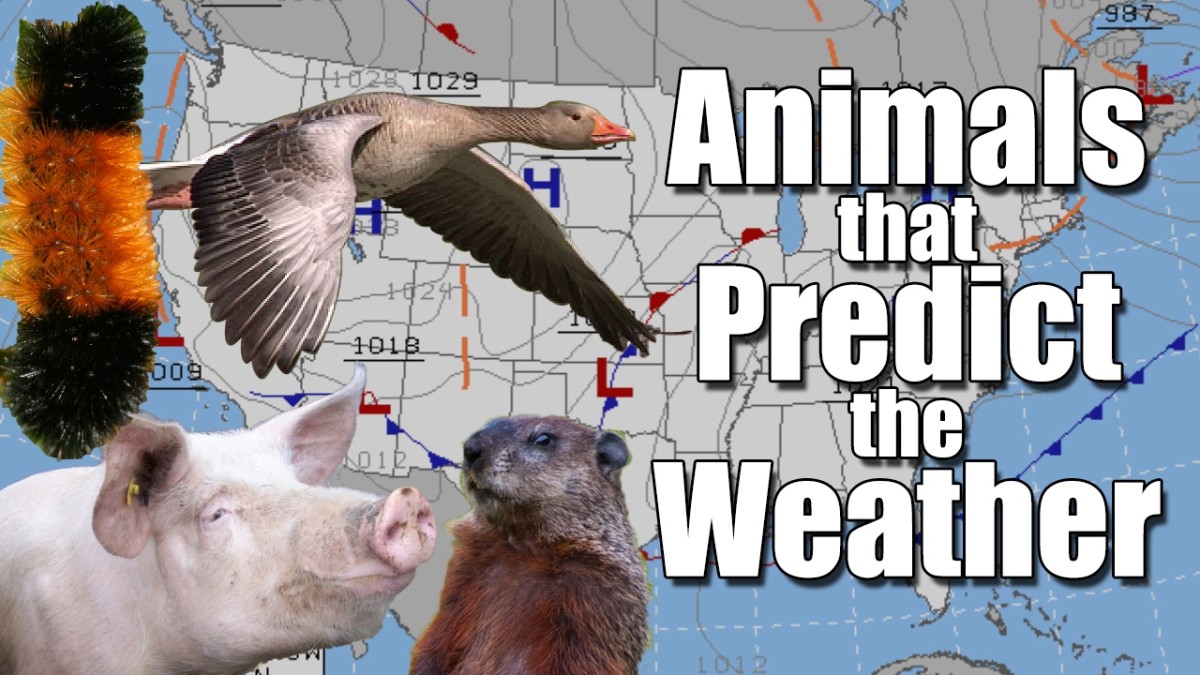 Weather Predicting Folklore - HubPages