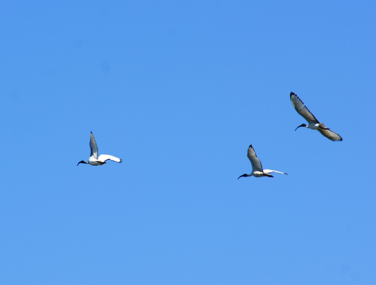 Birding the Nahoon River in Winter. - HubPages