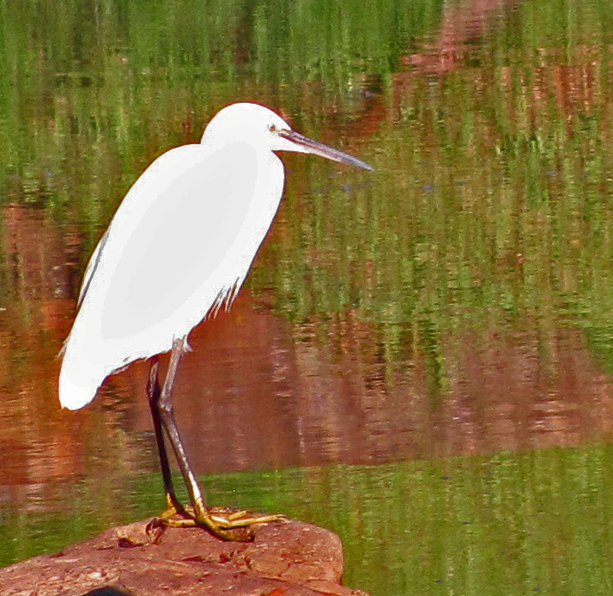 Birding the Nahoon River in Winter. - HubPages