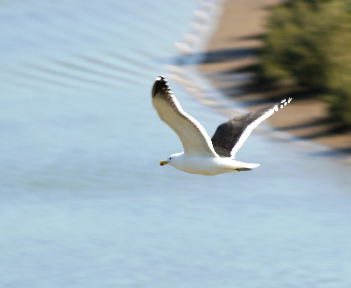 Birding the Nahoon River in Winter. - HubPages