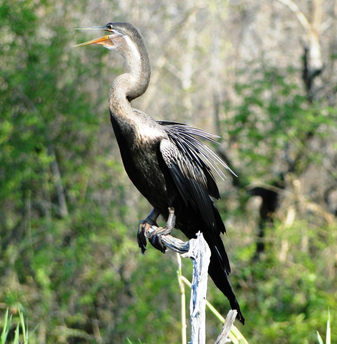 Birding the Nahoon River in Winter. - HubPages