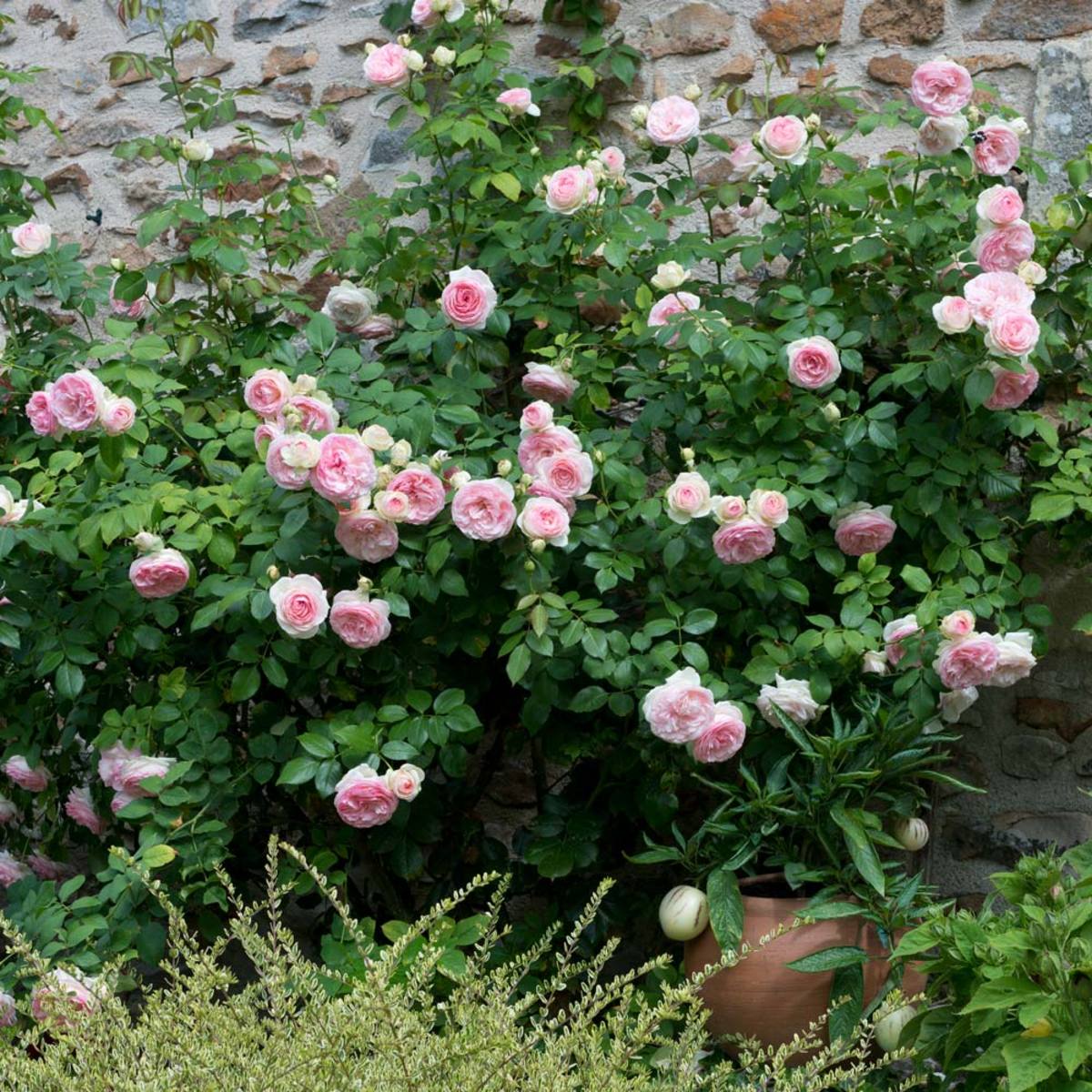 The Eden Climbing Rose - HubPages