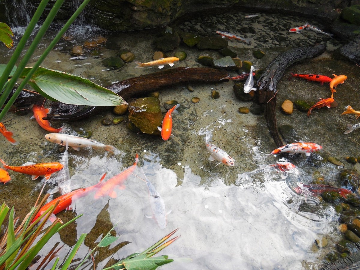 5 Reasons Why Goldfish Hate You - HubPages