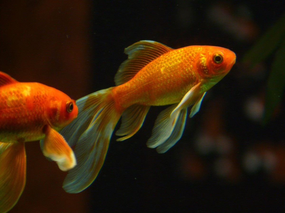 5 Reasons Why Goldfish Hate You - HubPages