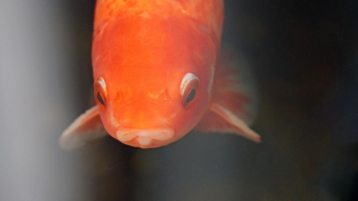 5 Reasons Why Goldfish Hate You - HubPages