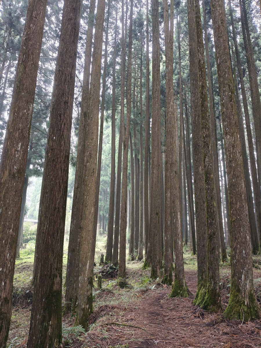 Yeti Stone of Samanden, Darjeeling, West Bengal, India - HubPages
