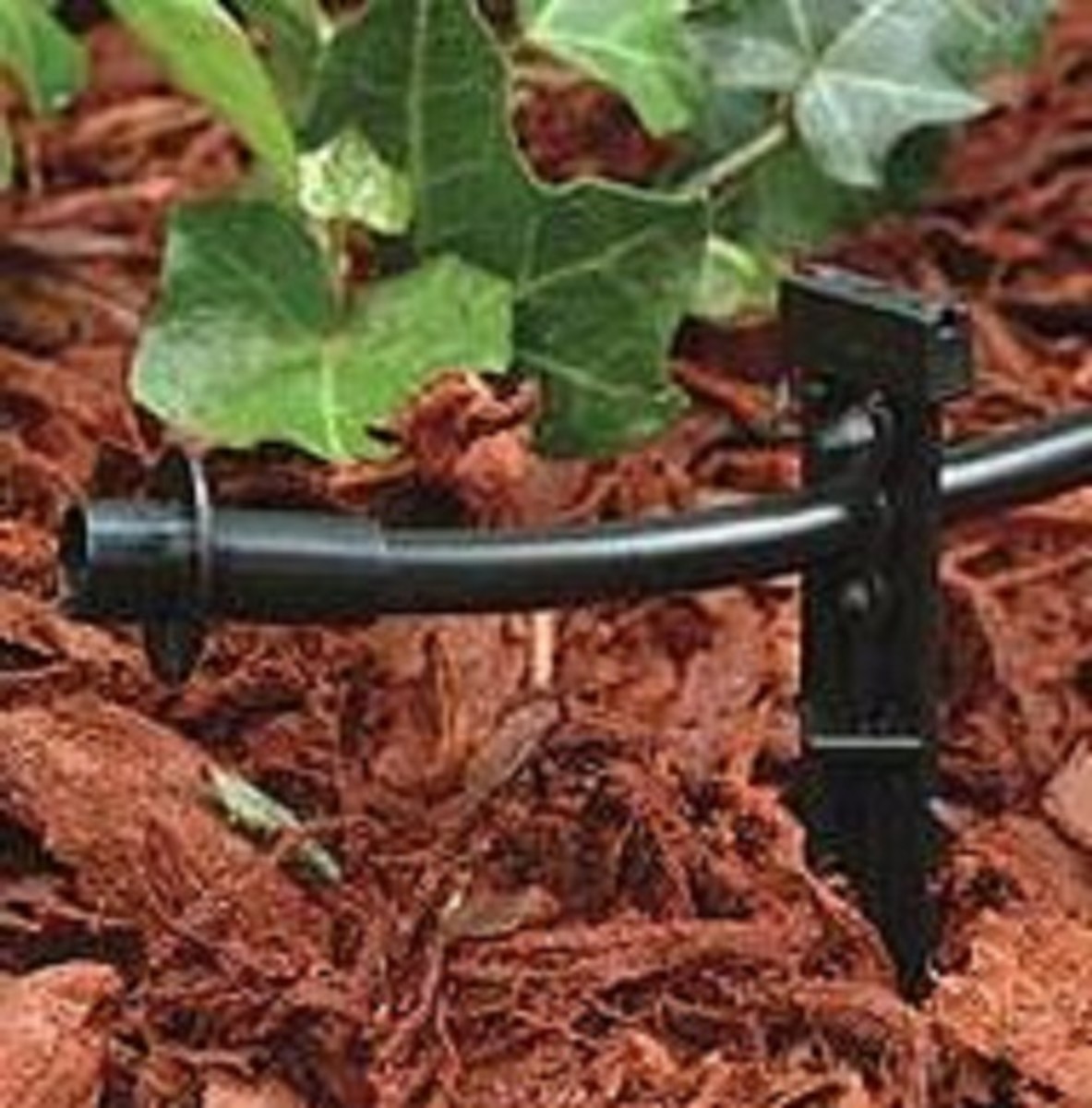 How to Water Tomato Plants With Your Smartphone - HubPages