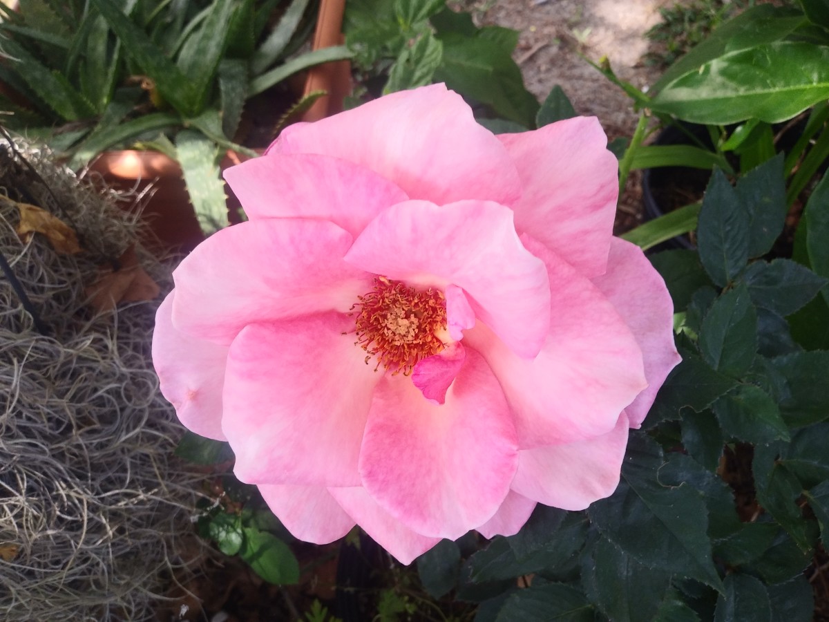 Growing Beautiful Flowering Plants - HubPages