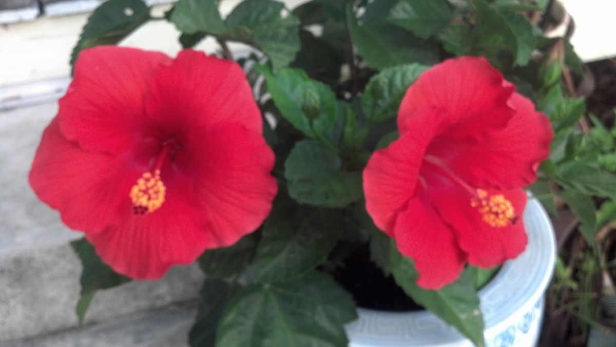 Growing Beautiful Flowering Plants - HubPages