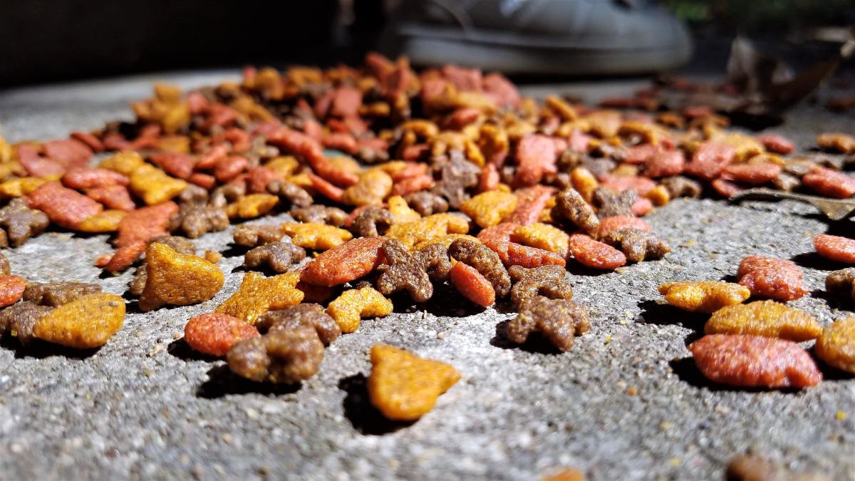 The Facts and Myth Surrounding Meat and Meat By-product in Cat Food ...