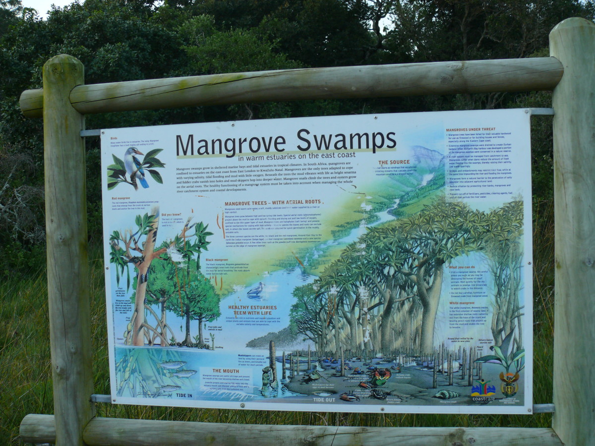 Nahoon Nature Reserve: An Urban Gem - HubPages