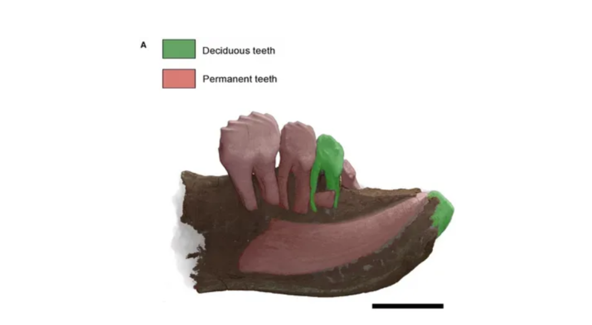 Paleontologists Discover a New Species in Portuguese Jurassic Deposits ...
