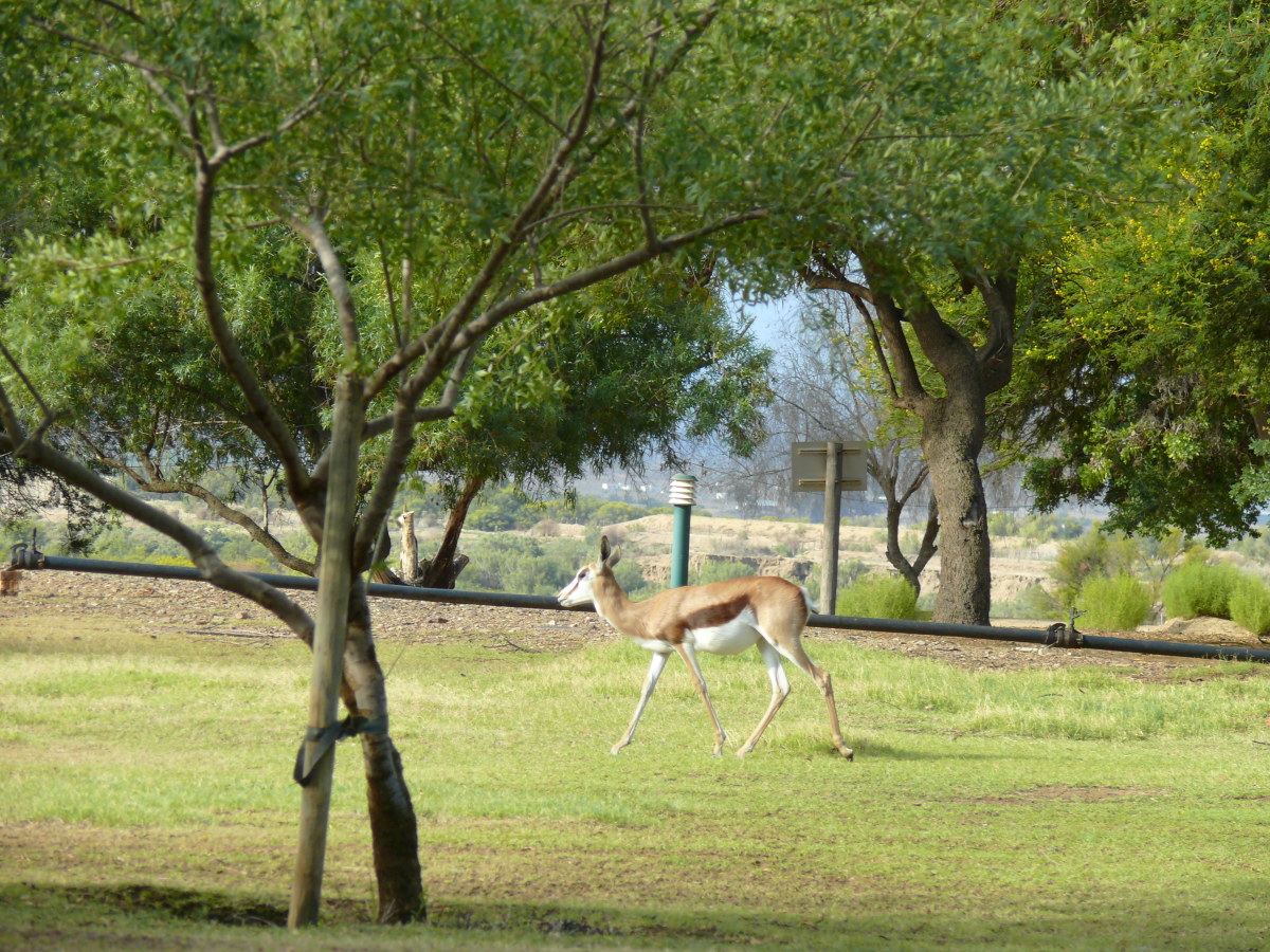 Visiting the Klein Karoo in South Africa - HubPages