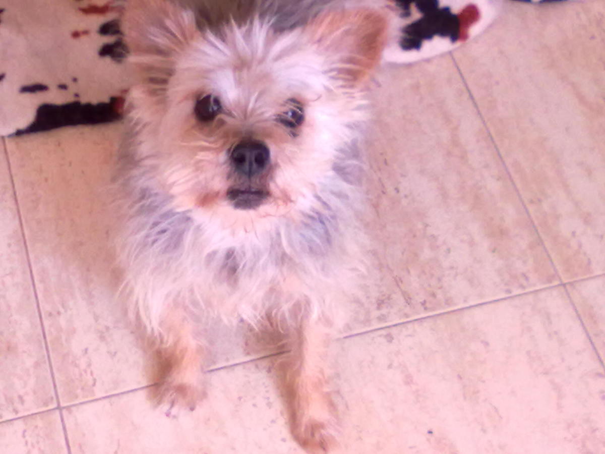 How Do I Bathe a Dog at Home? 10 Tips for Bathing Your Dog at Home ...