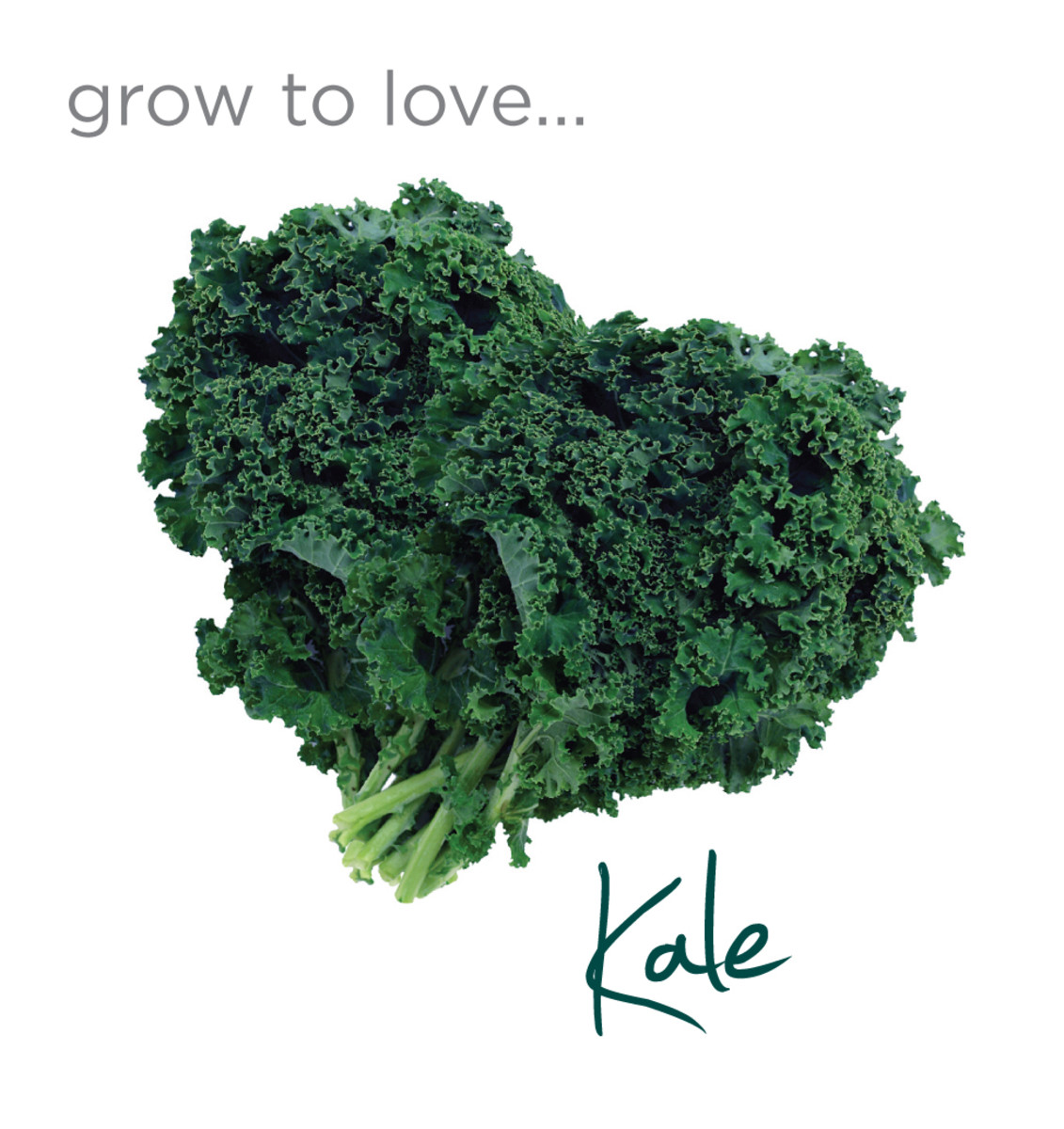 Why is Kale a Superfood? - HubPages
