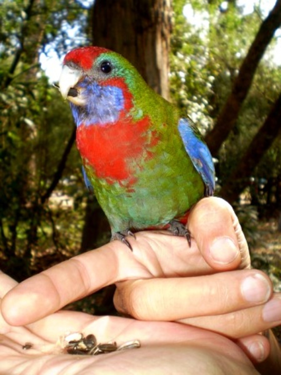 Why a Parrot Should be Taught to Step Up - HubPages