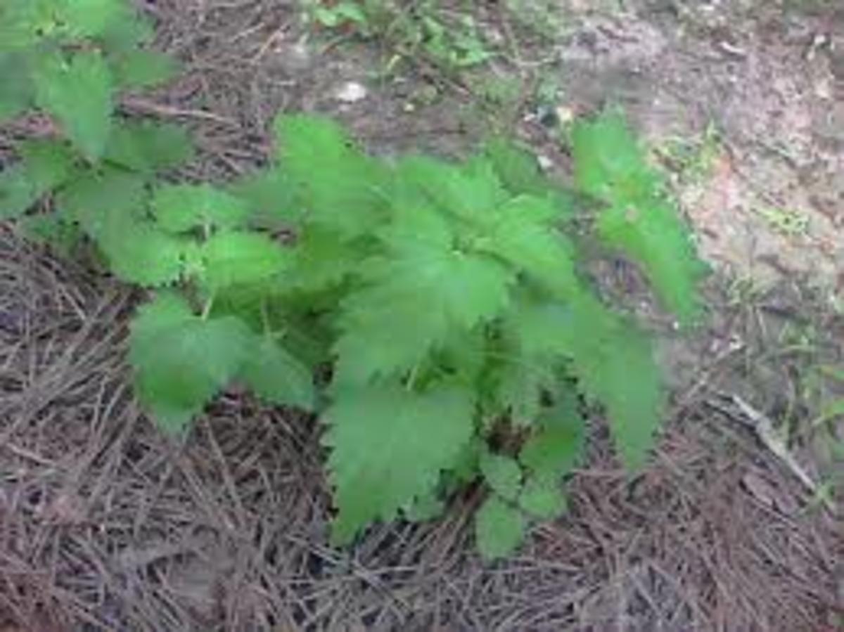 10 Important Plants to Grow Inside Year Round - HubPages