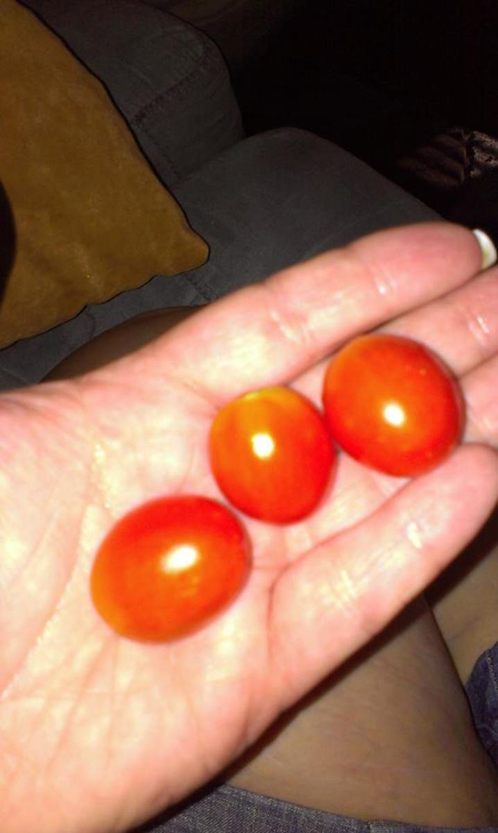 10 Excellent Tomato Varieties for the Home Grower - HubPages