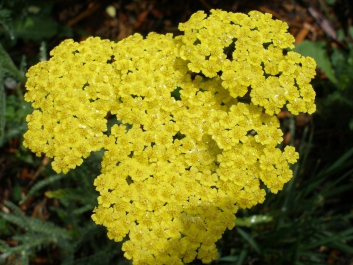 Plant Spotlight: Yarrow (Achillea Millefolium) - HubPages