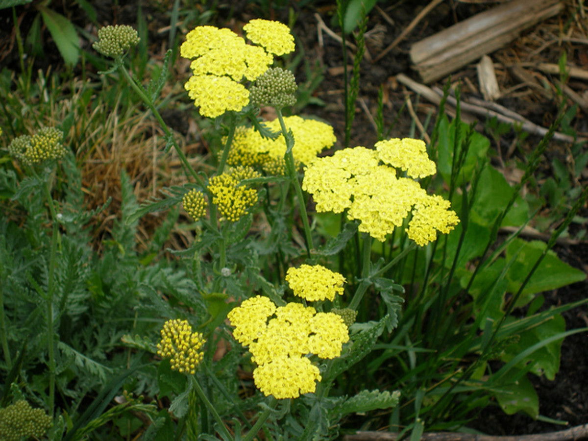 Plant Spotlight: Yarrow (Achillea Millefolium) - HubPages