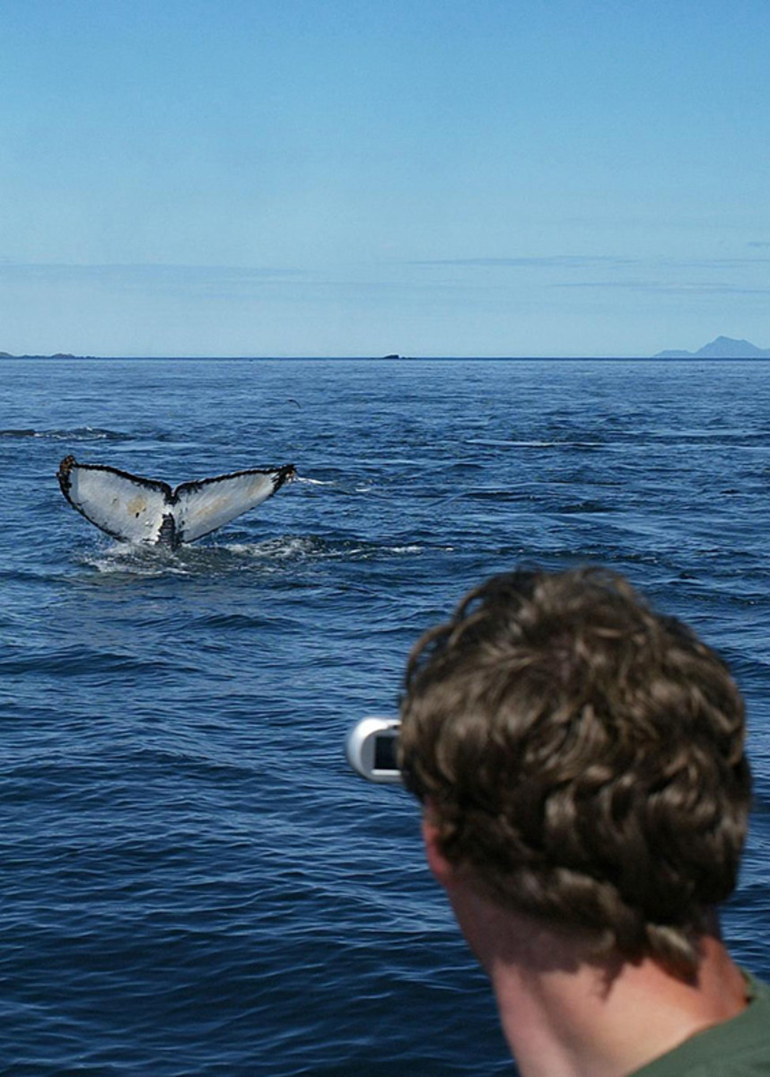 In Search of Whales - HubPages