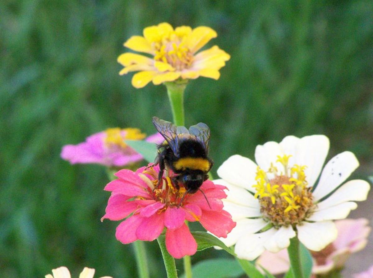 Honeybee Facts | Why Bees Are Dying and How to Save The Bees - HubPages