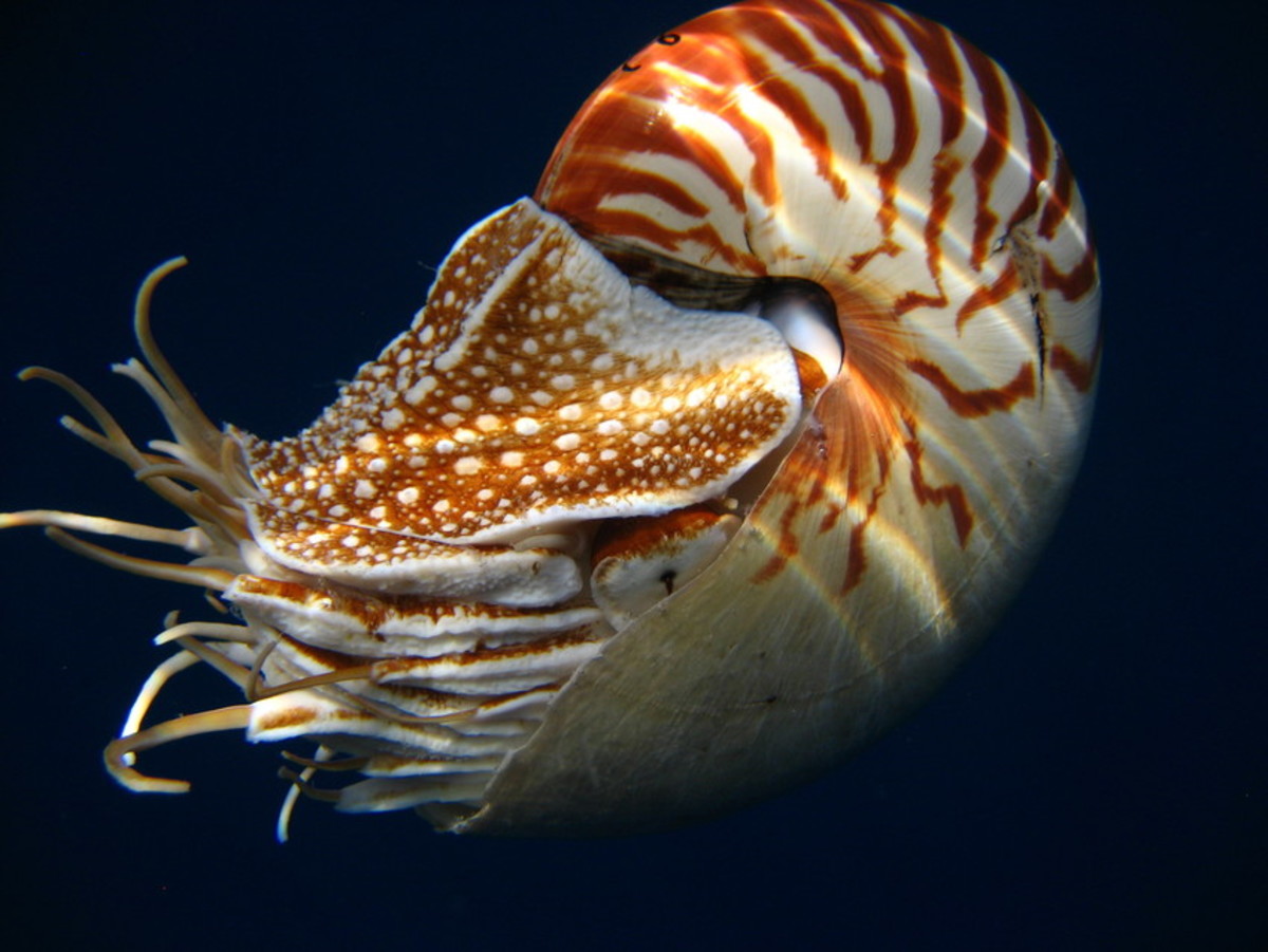 The Sixth Extinction and Endangered Species - HubPages