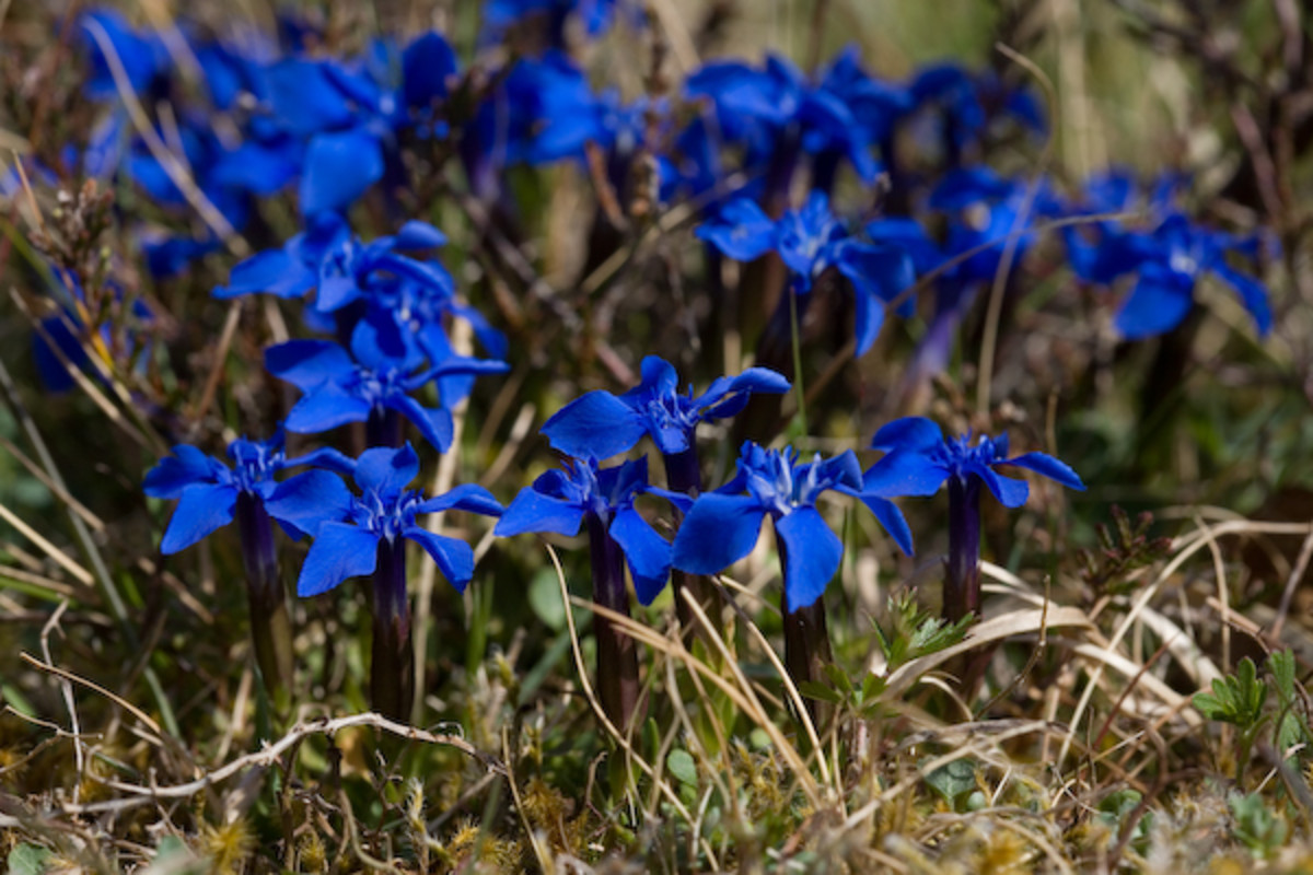 Gentian Growing Tips - HubPages
