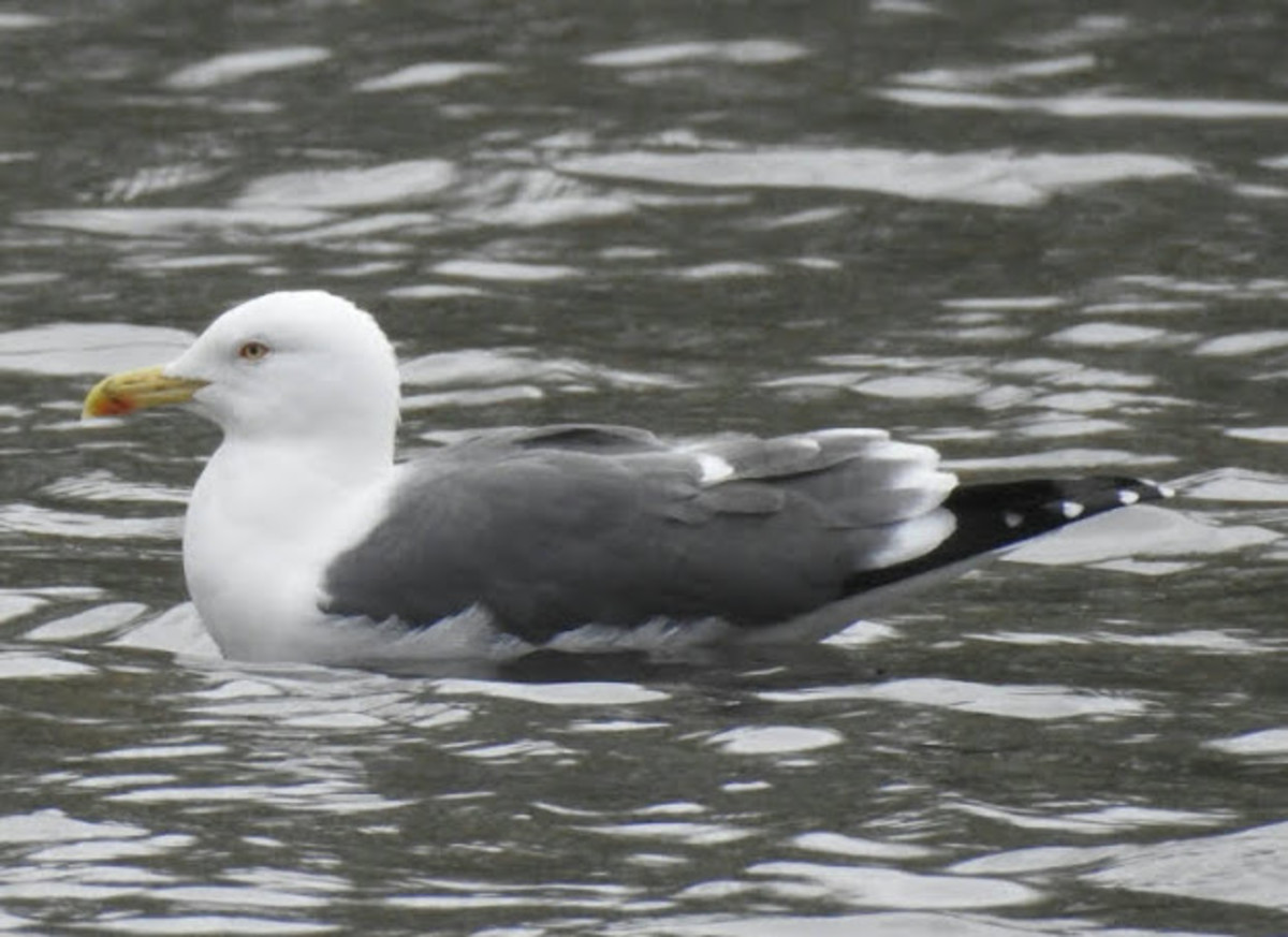 Birding Trip Report: Elmdon Park, West Midlands Thursday 7th March 2019 ...