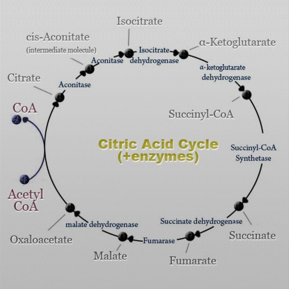 The Krebs Cycle isn't that Hard: Let's learn it one turn at a time ...