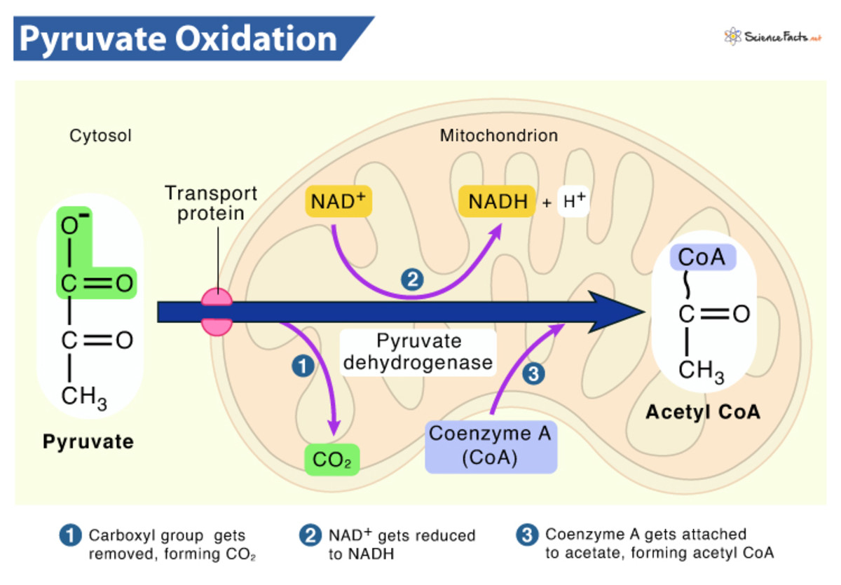 The Krebs Cycle isn't that Hard: Let's learn it one turn at a time ...
