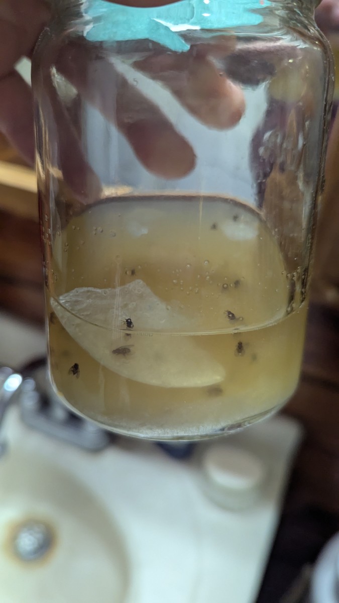 Bug Jar - Trapping Tiny Fruit Flies - HubPages