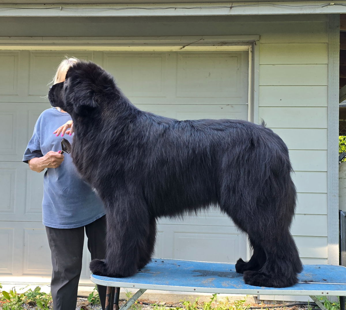 Grooming Tips for Senior Owners - HubPages