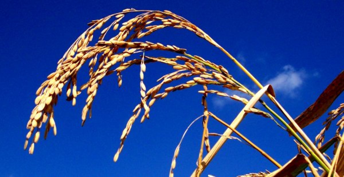 Spice up your Rice #1: South Indian Variety Rice - HubPages