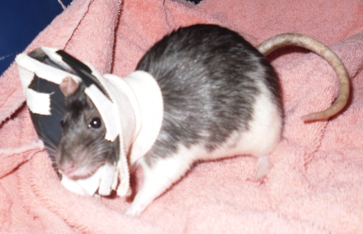 Rats Are Great Pets for Kids! - HubPages