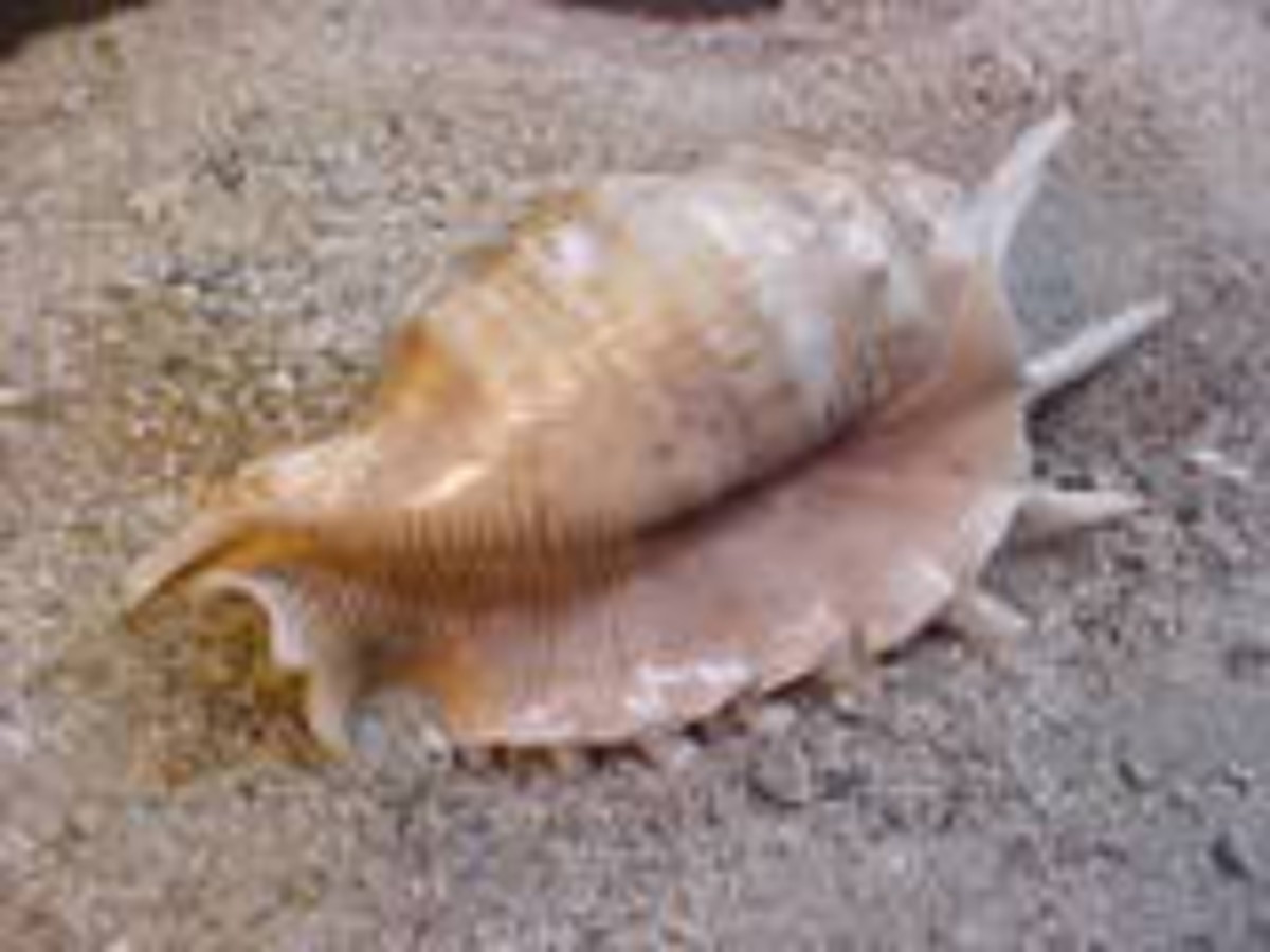 Collecting and Identifying Seashells - Tropical Waters - HubPages