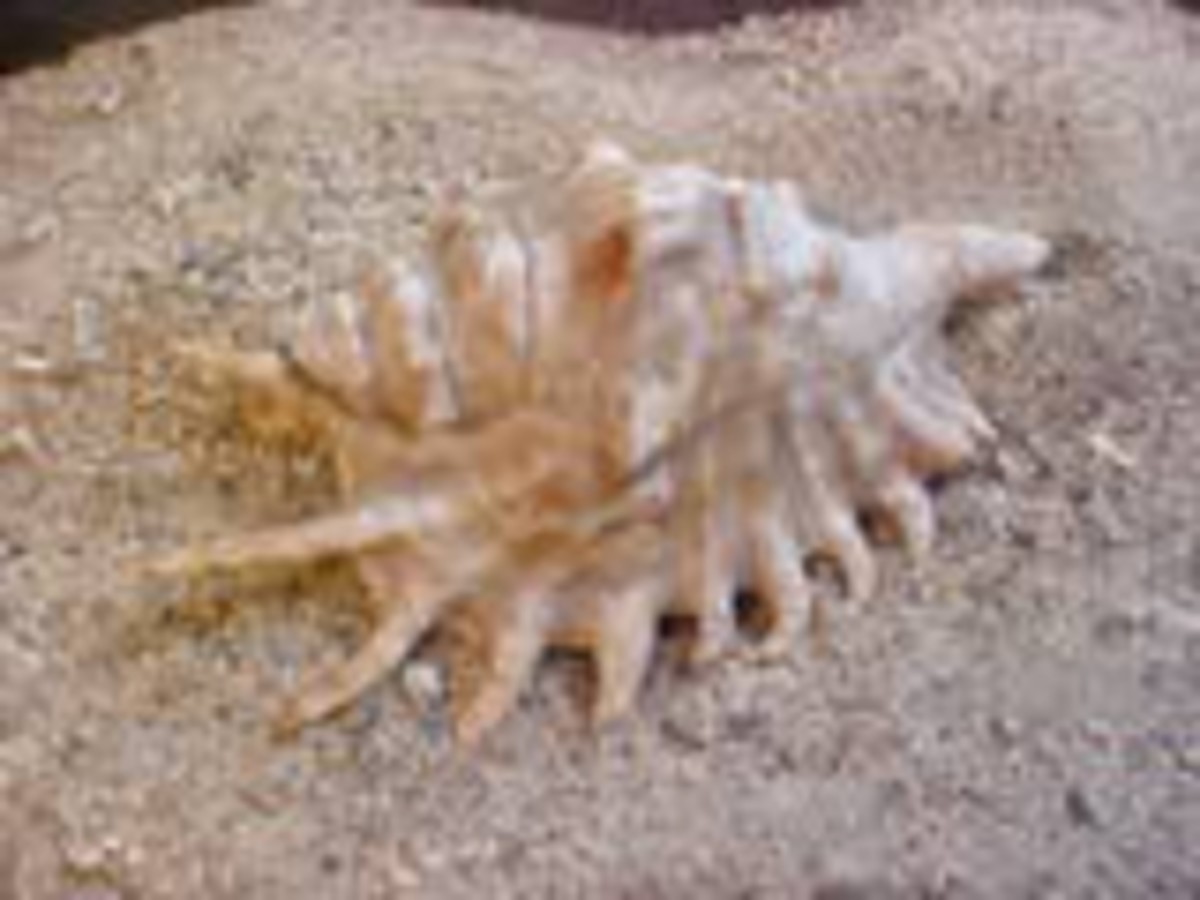 Collecting and Identifying Seashells - Tropical Waters - HubPages