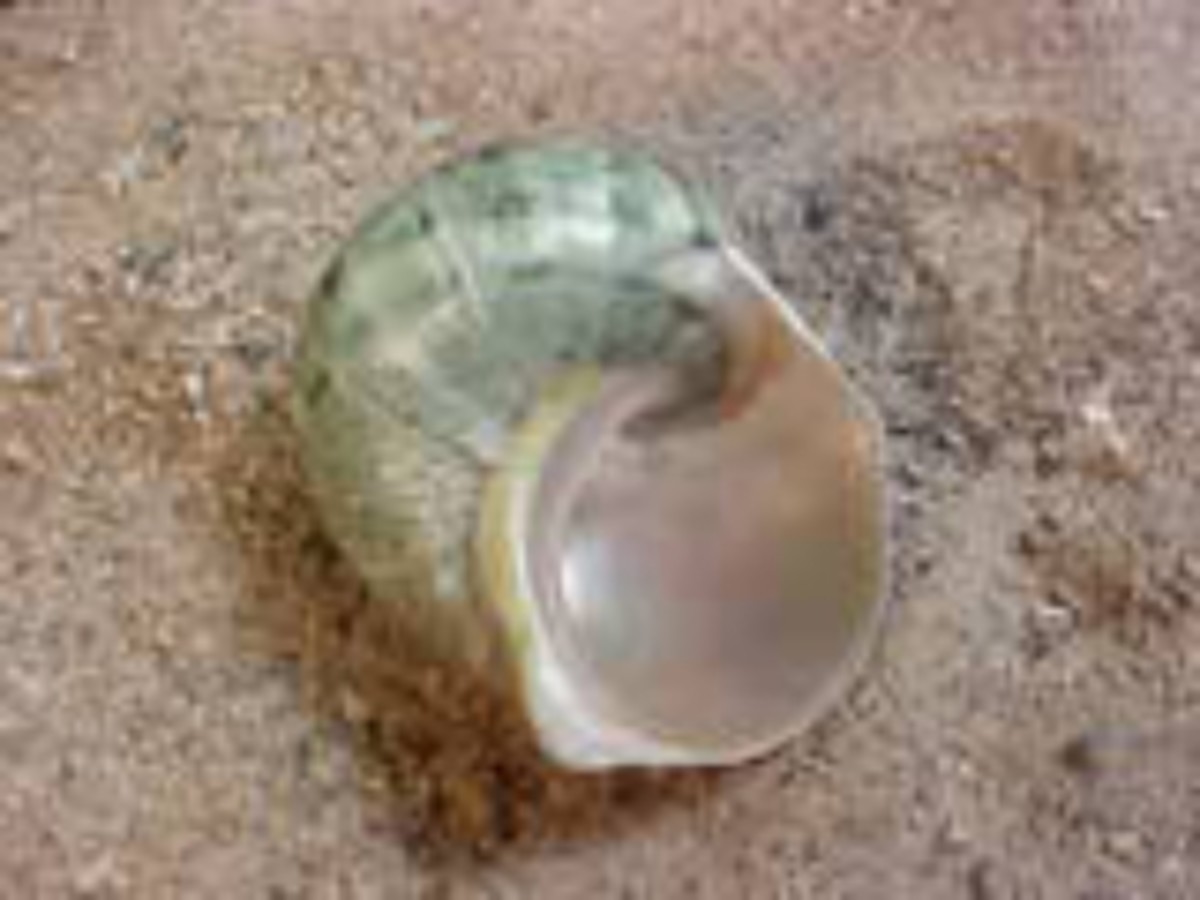 Collecting and Identifying Seashells - Tropical Waters - HubPages