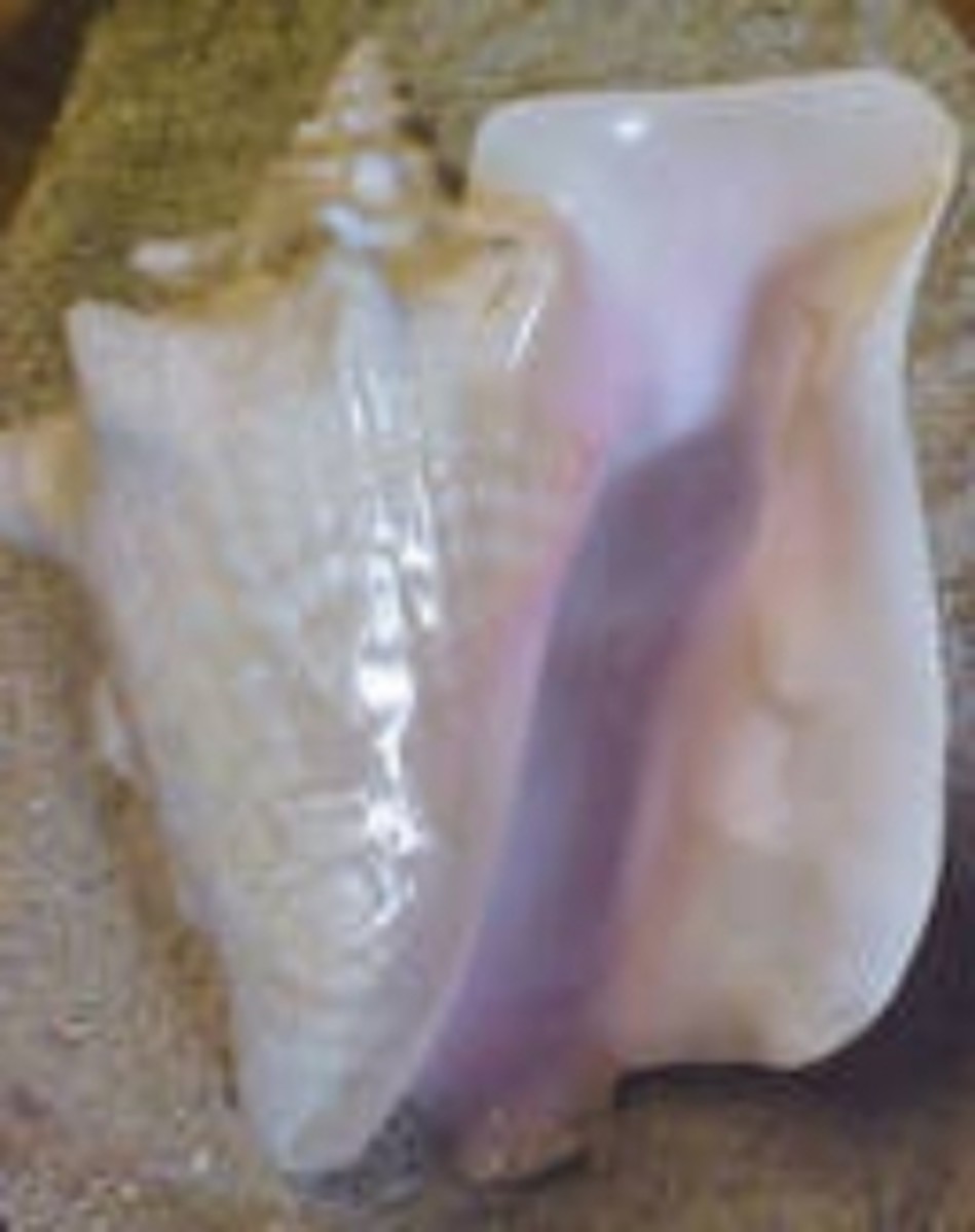 Collecting and Identifying Seashells - Tropical Waters - HubPages