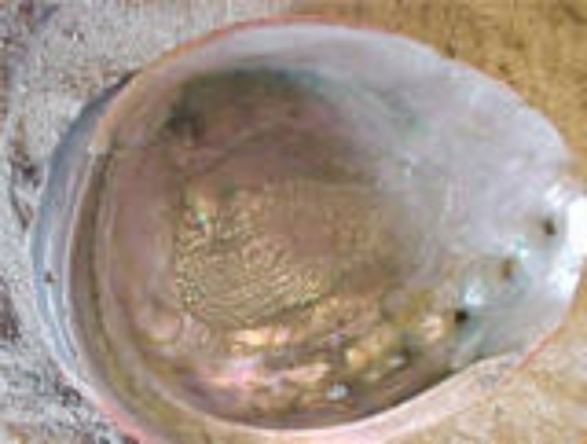 Collecting and Identifying Seashells - Tropical Waters - HubPages