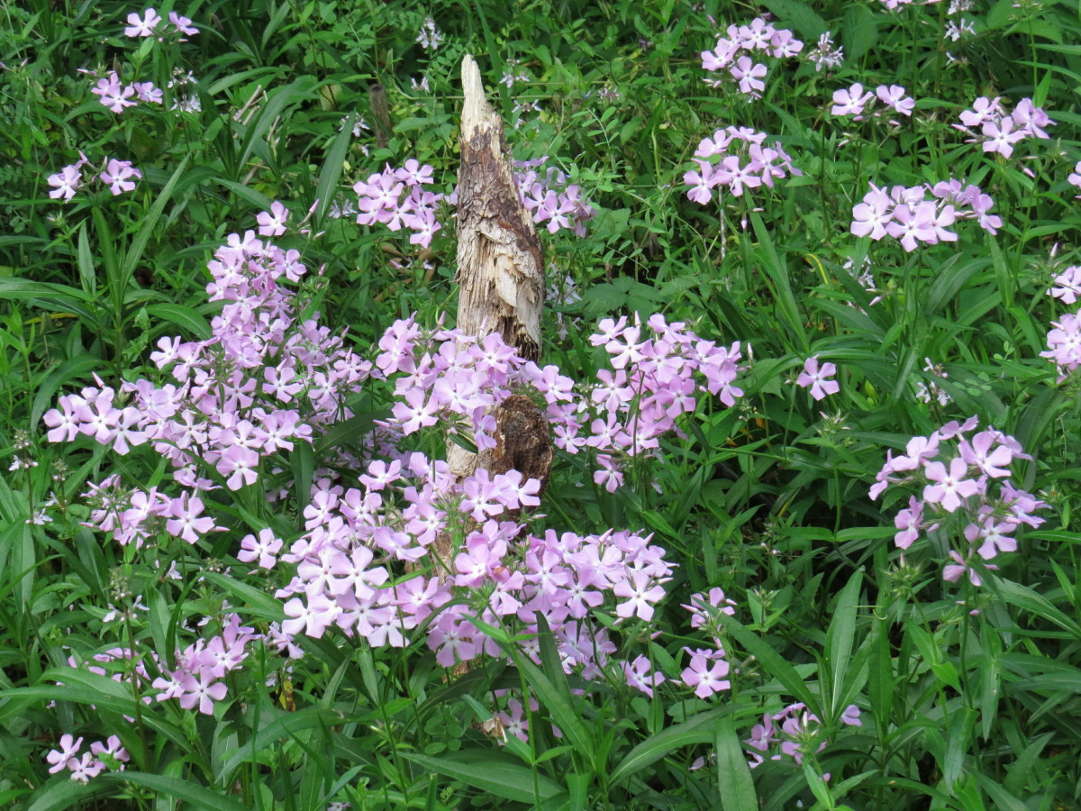 15 Easy to Grow Southern Wildflowers - HubPages