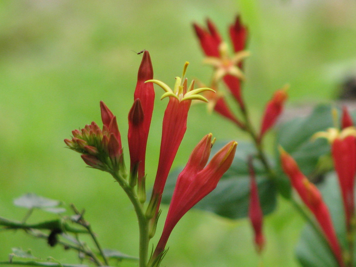 15 Easy to Grow Southern Wildflowers - HubPages