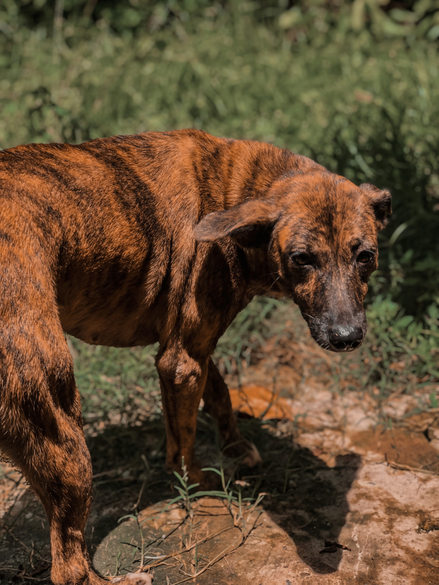 Sigbin: When Monsters Make Good Pets - HubPages