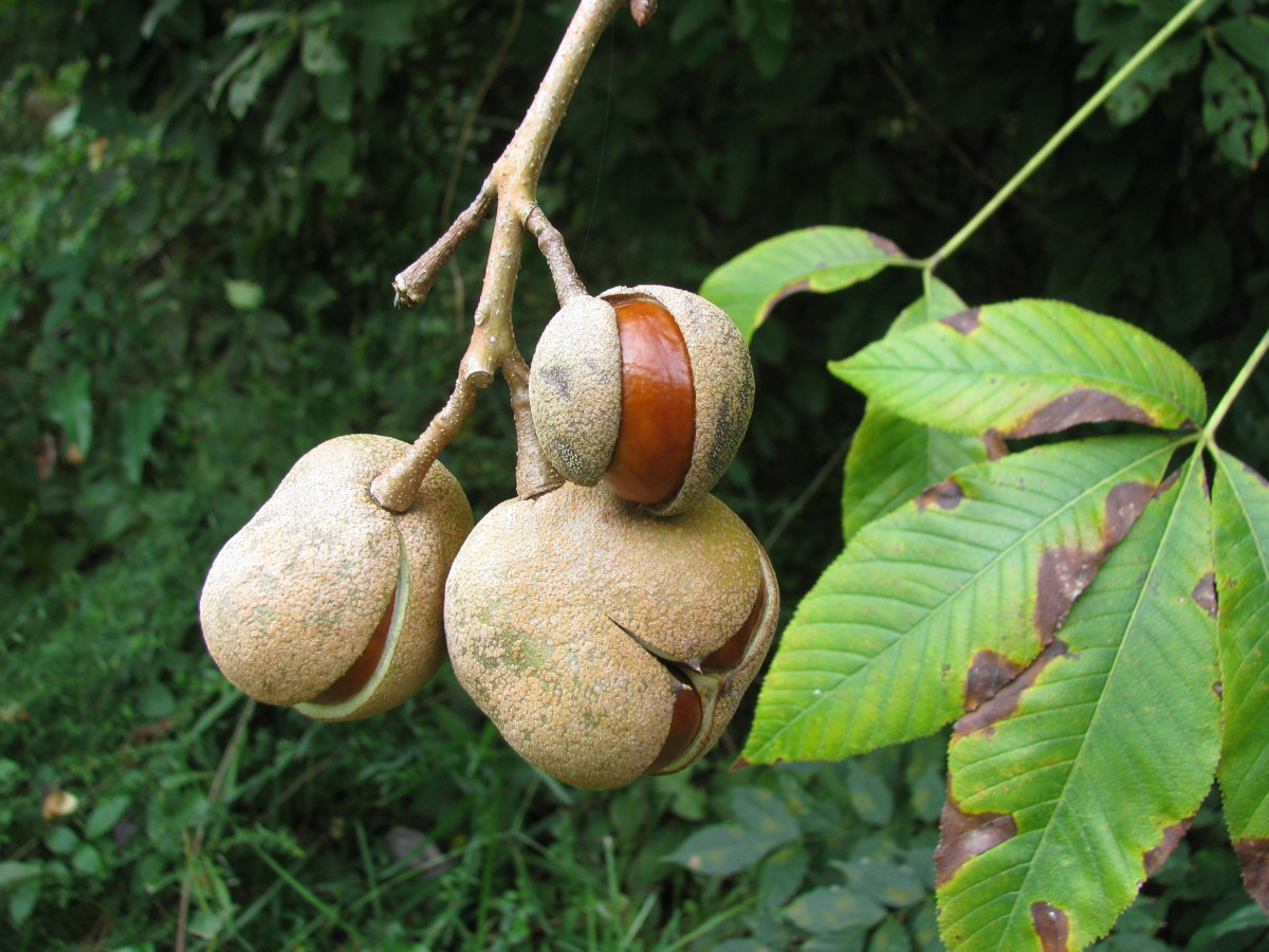 Saving Native and Other Plant Seeds - HubPages