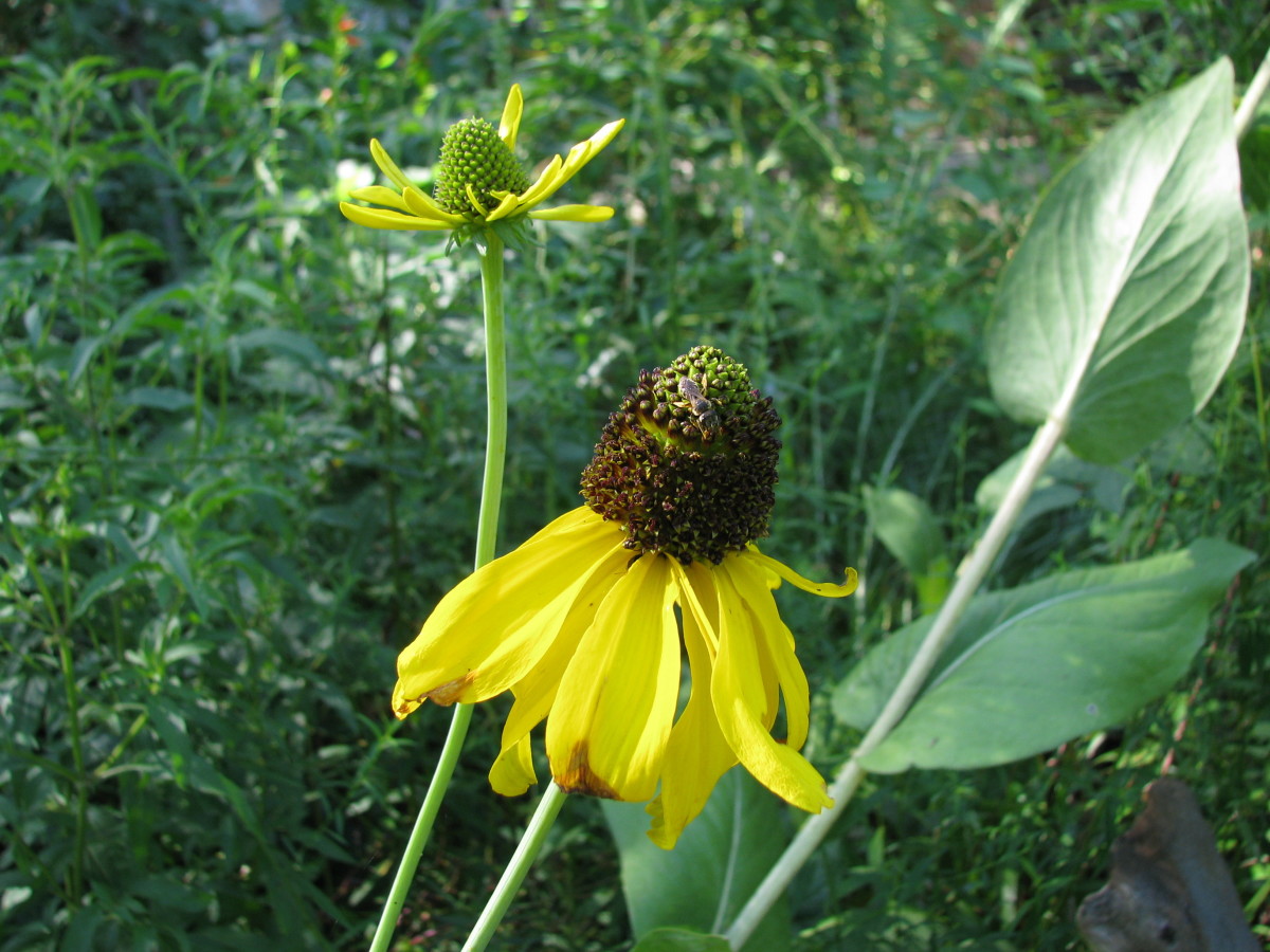 Saving Native and Other Plant Seeds - HubPages