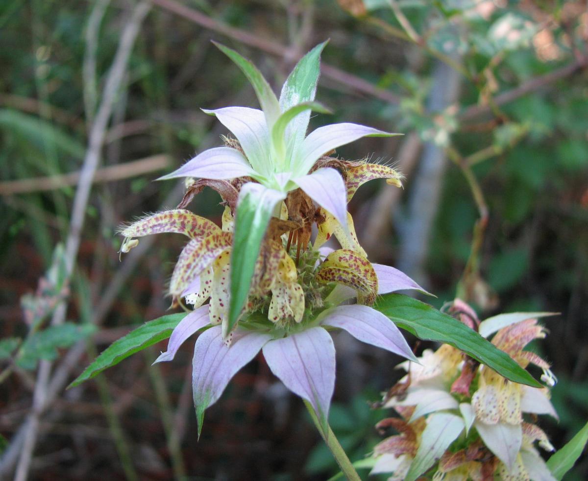 Saving Native and Other Plant Seeds - HubPages