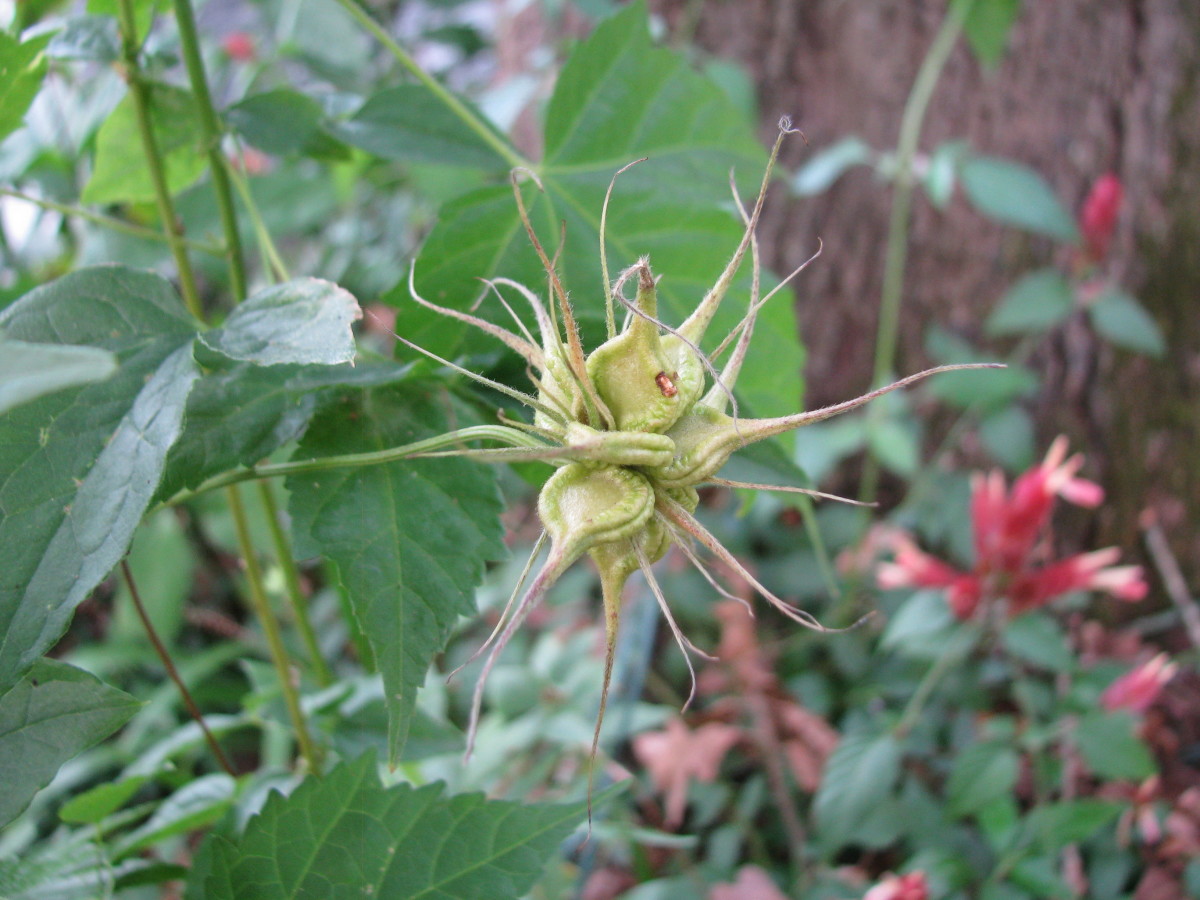 Saving Native and Other Plant Seeds - HubPages