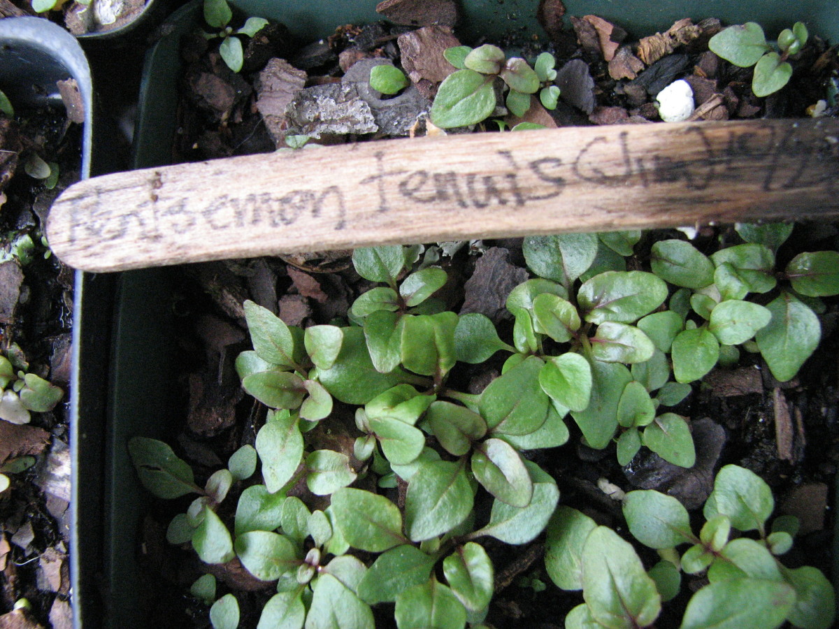 Saving Native and Other Plant Seeds - HubPages