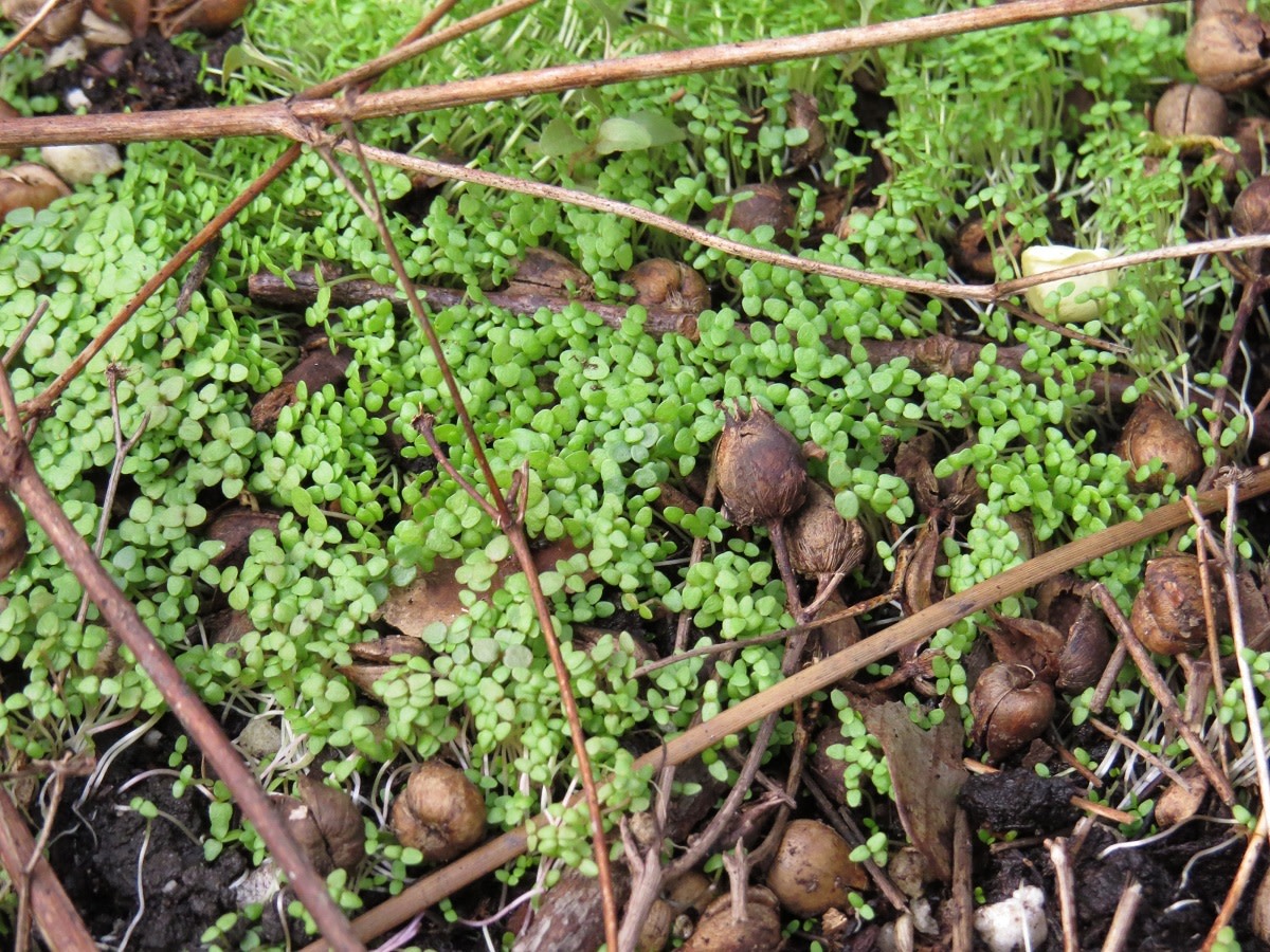 Saving Native and Other Plant Seeds - HubPages